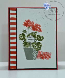 Potted Geraniums and Why I Love Them! | Stamp with Rachel