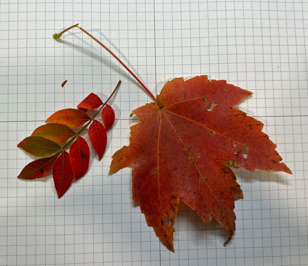 DIY: Changing Leaves in Fall Colors and Day 3 of Stamp Set Sale | Stamp ...